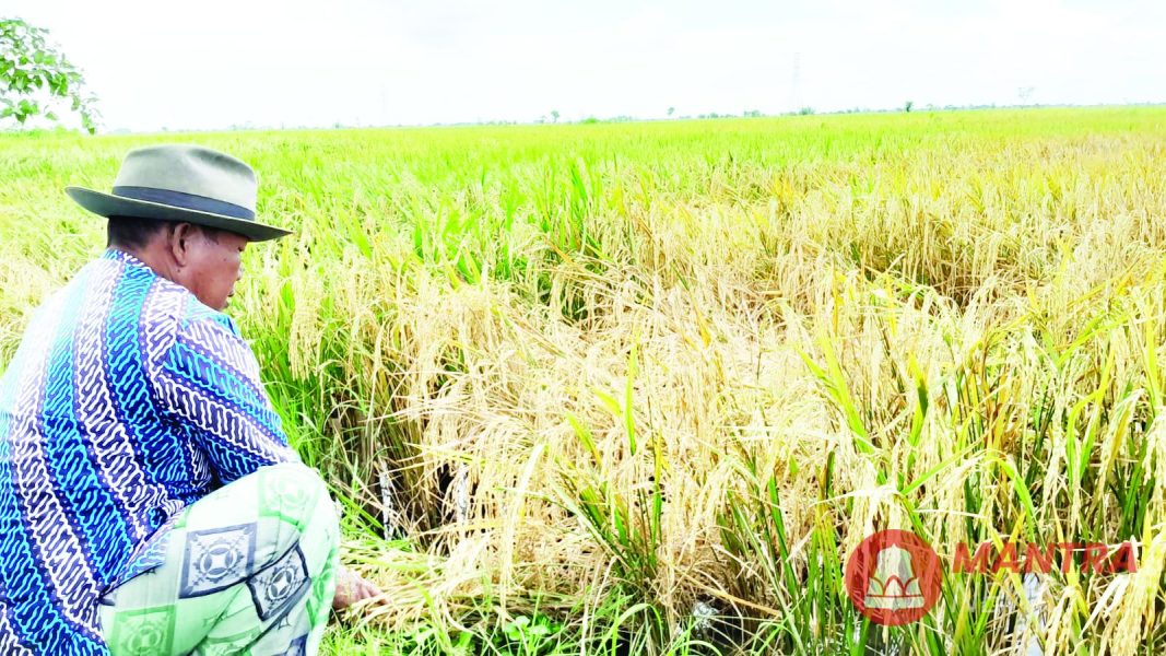 30 Hektare Lahan Padi di Demak Siap Panen Diserang Wereng, Petani Rugi Jutaan!